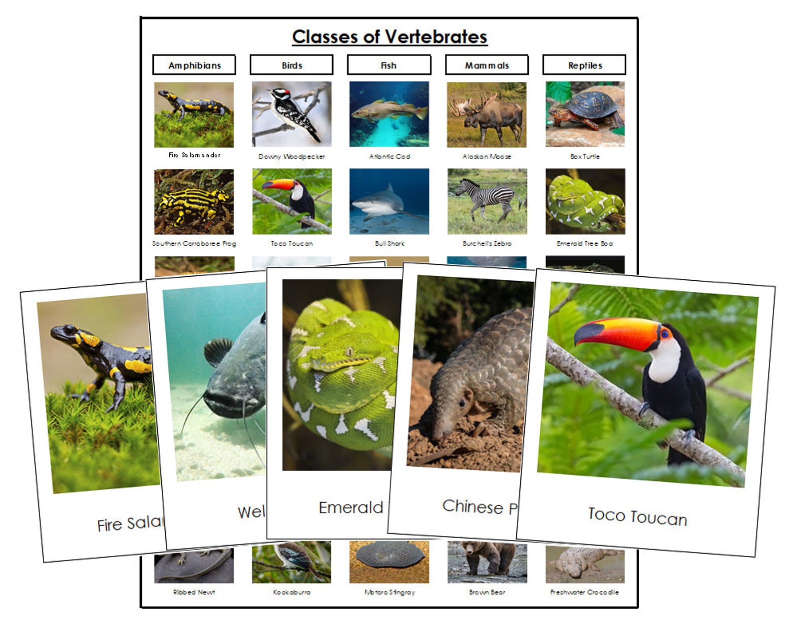 Classes of Vertebrates Sorting Cards & Control Chart Zoology - Etsy Canada