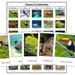 Classes of Vertebrates Sorting Cards & Control Chart - Montessori ...