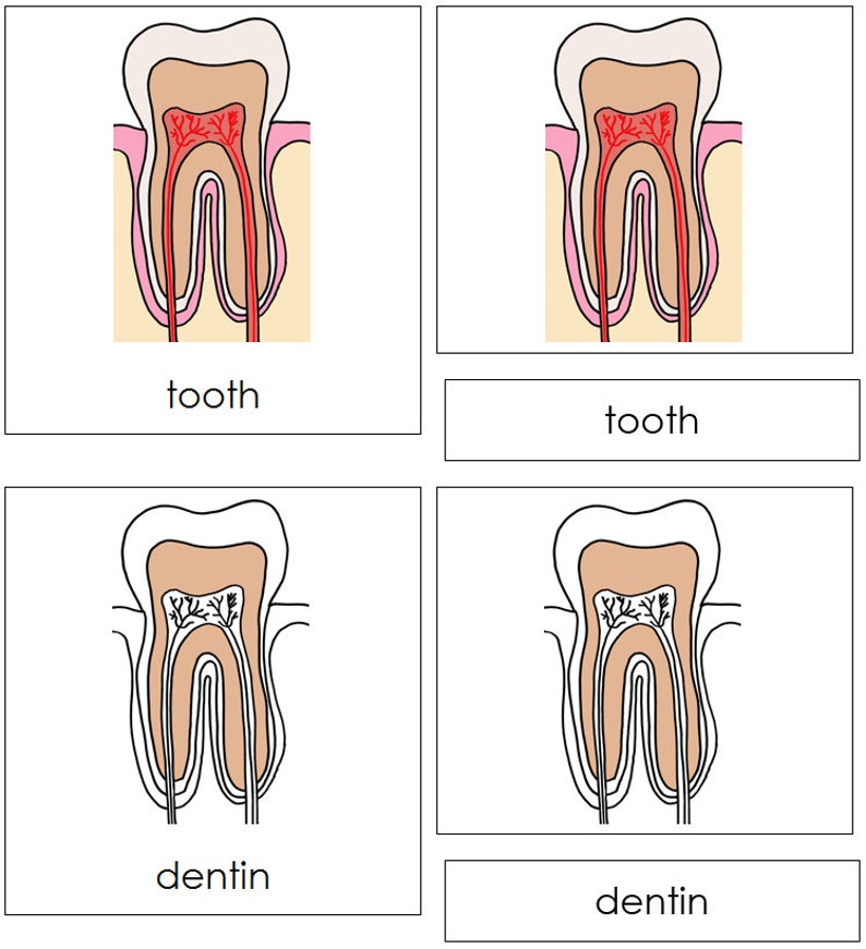 Parts of a Tooth Nomenclature 3-part Cards Science - Etsy