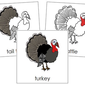 Parts of a Turkey Nomenclature 3-part Cards & Blackline Master ...