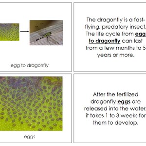 The Dragonfly Life Cycle Book - Montessori Nomenclature - Printable ...