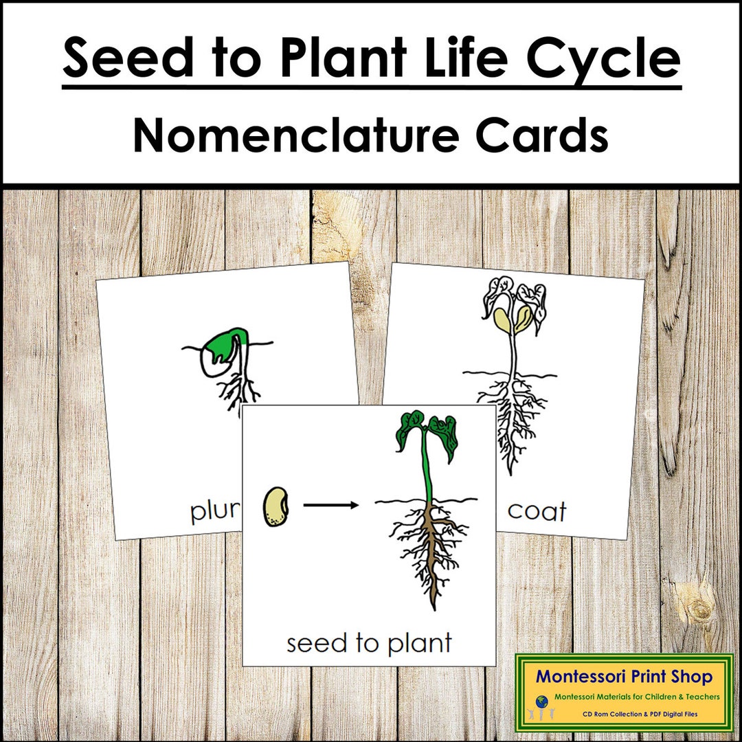 Seed to Plant Life Cycle Nomenclature 3-part Cards - Montessori Botany ...