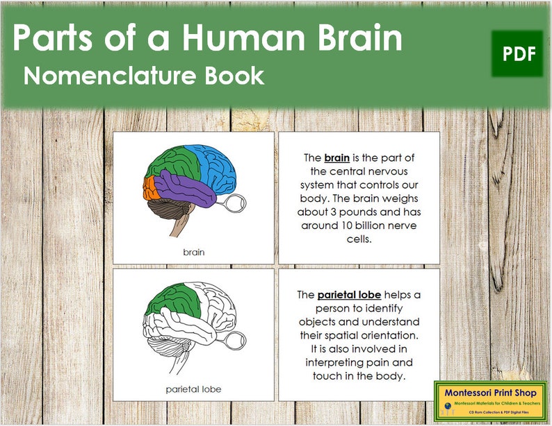 Parts of a Human Brain Nomenclature Book Science Printable - Etsy