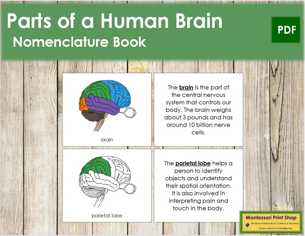 Parts of a Human Brain Nomenclature Book Science Printable - Etsy
