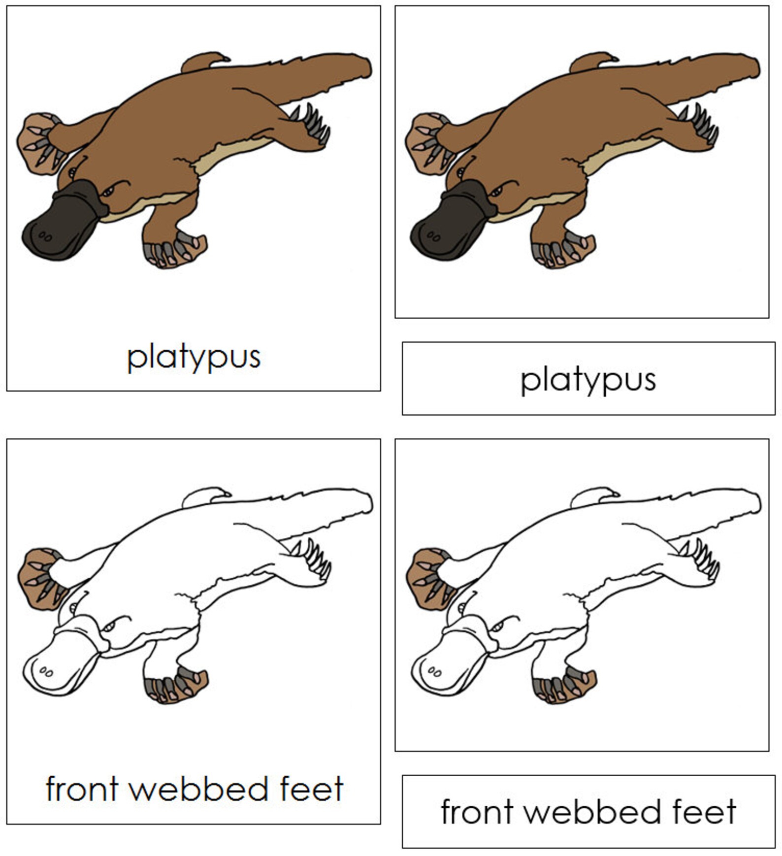 Parts of a Platypus Nomenclature 3-part Cards Montessori Zoology ...