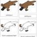 Parts of a Platypus Nomenclature 3-part Cards Montessori Zoology ...