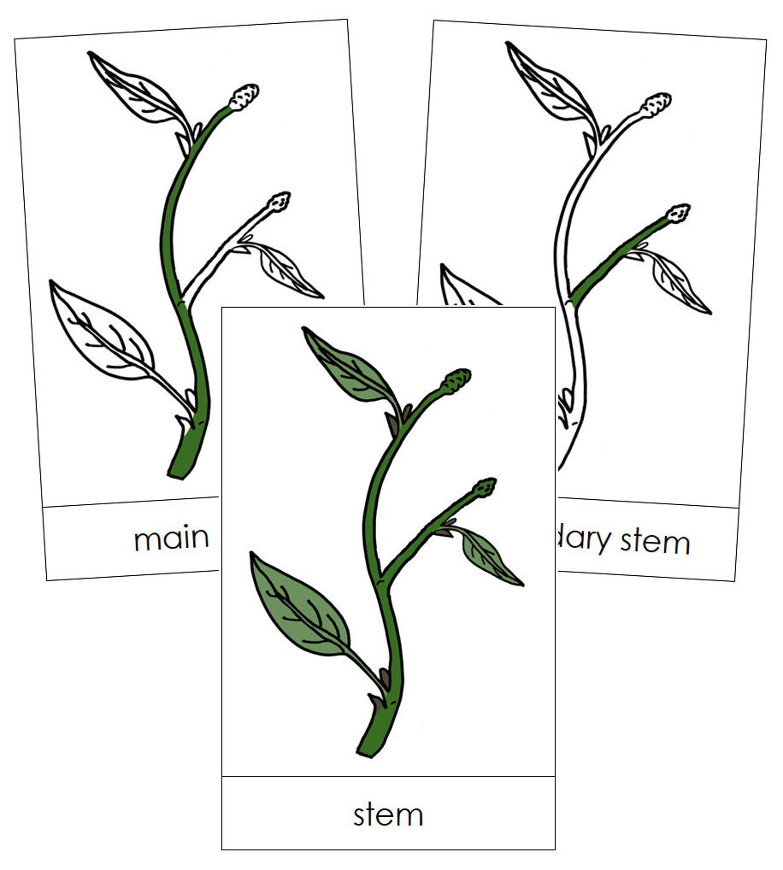 Parts of a Stem Nomenclature 3-part Cards Montessori Botany - Etsy