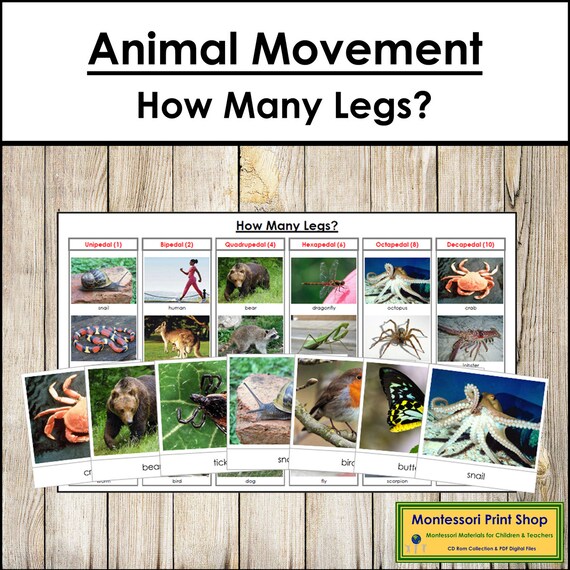 Animals That Have Legs