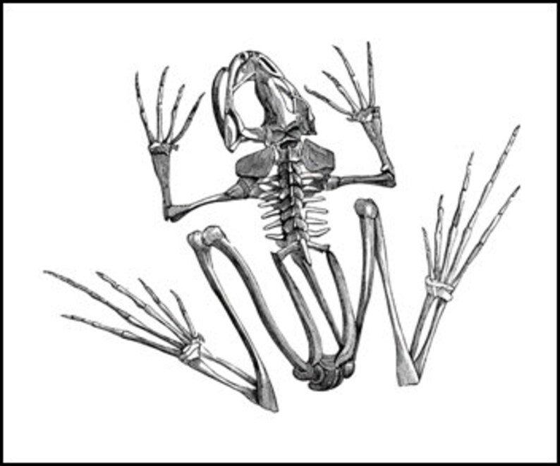 Animals and Their Skeletons Matching Cards - Montessori Zoology ...