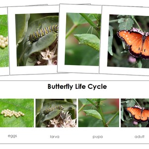 Butterfly Life Cycle Sequence Cards - Montessori Nomenclature (digital ...