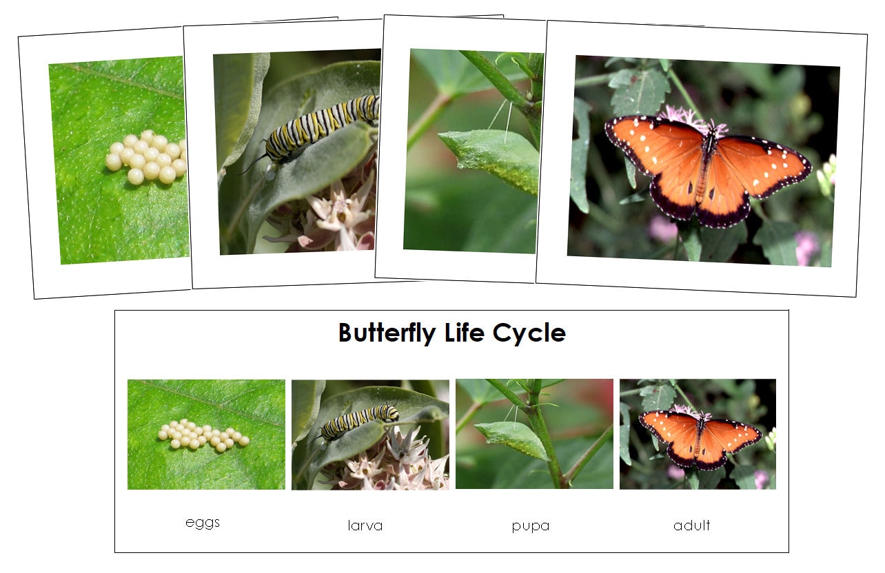 Butterfly Life Cycle Sequence Cards Montessori Nomenclature - Etsy