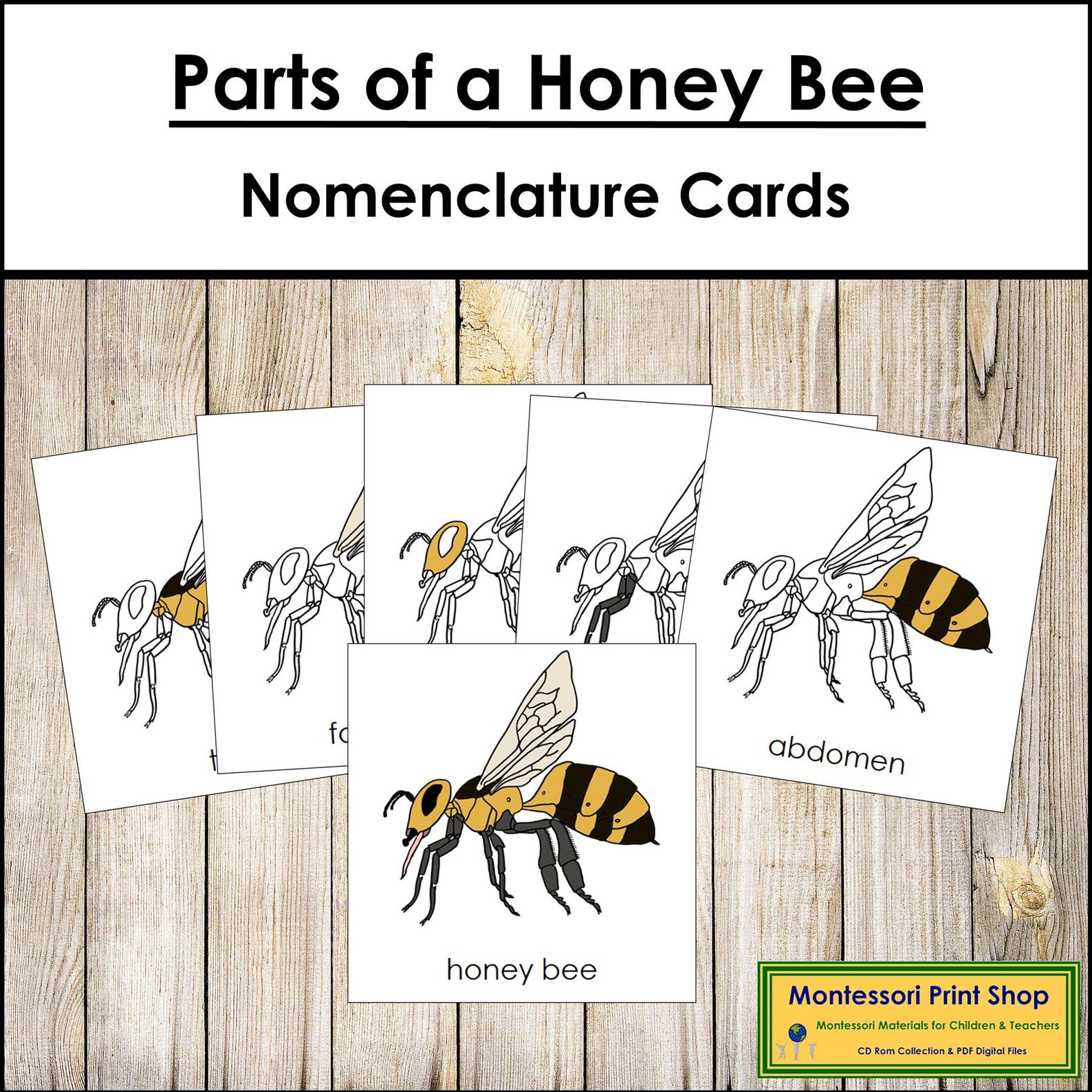 Parts of a Honey Bee Nomenclature 3-part Cards & Blackline Master ...