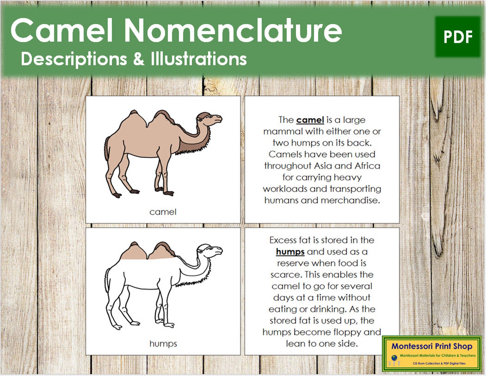 Parts of a Camel Nomenclature Book Montessori Zoology - Etsy