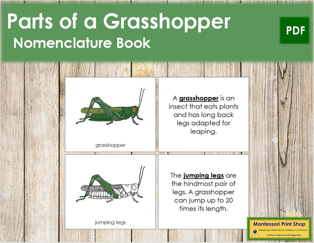 Parts of a Grasshopper Nomenclature Book Montessori Zoology - Etsy Canada