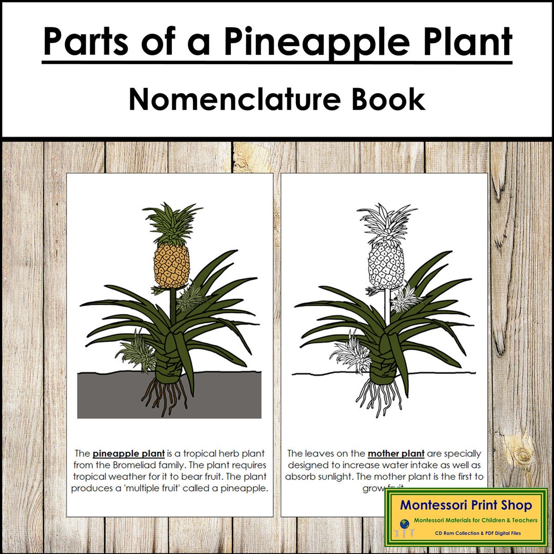 Parts of a Pineapple Plant Nomenclature Book - Montessori Botany ...