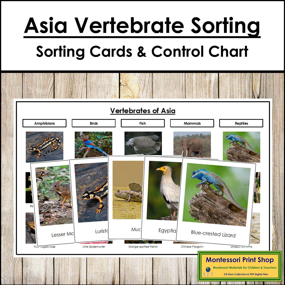 Asia Vertebrate Sorting Cards & Control Chart Montessori Zoology ...