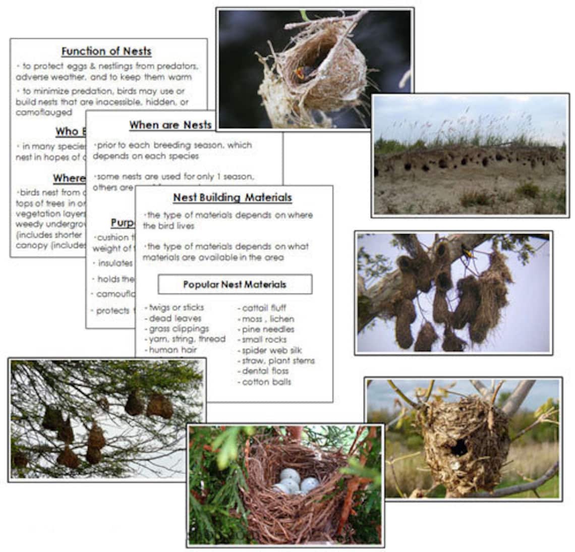 Birds and Their Nests Descriptions & Sorting Cards Zoology - Etsy