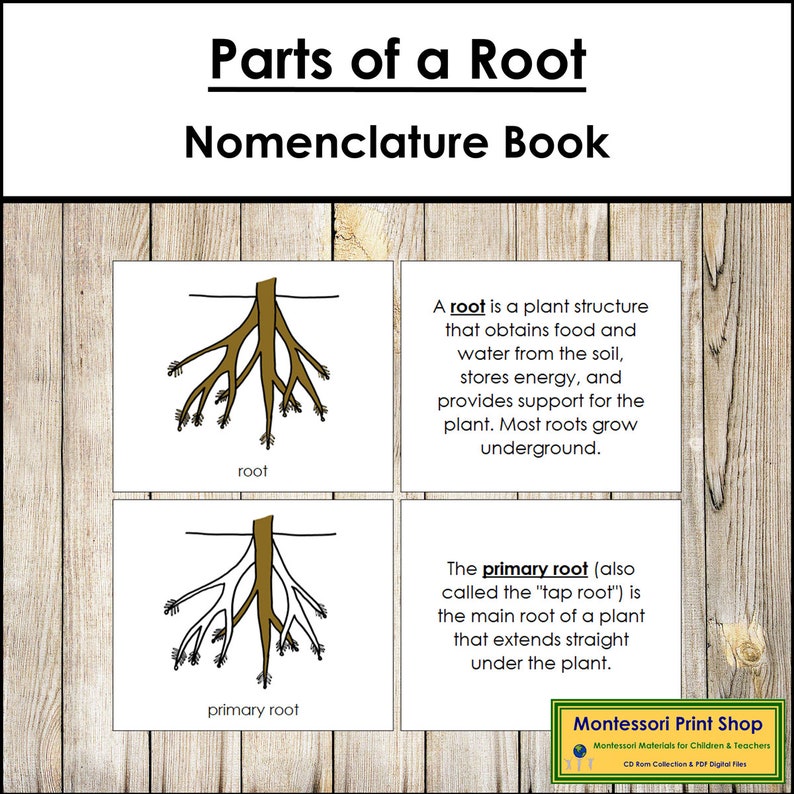 Parts of a Root Nomenclature Book - Montessori Botany (digital Download ...
