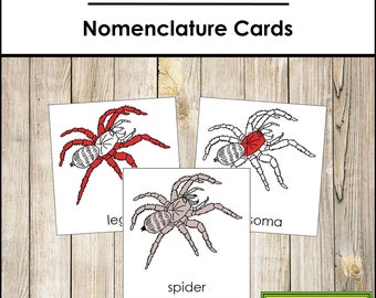 Parts of a Human Skeleton Nomenclature 3-part Cards Science Printable ...