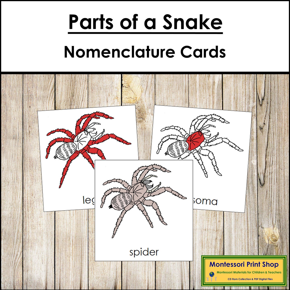 Parts of a Spider Nomenclature 3-part Cards RED Montessori Zoology ...