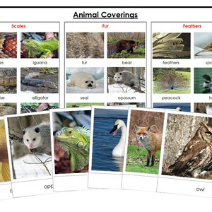 Montessori Animal Coverings Sorting Cards & Chart [scales, Feathers and ...