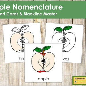 Parts of an Apple Nomenclature 3-part Cards Montessori - Etsy
