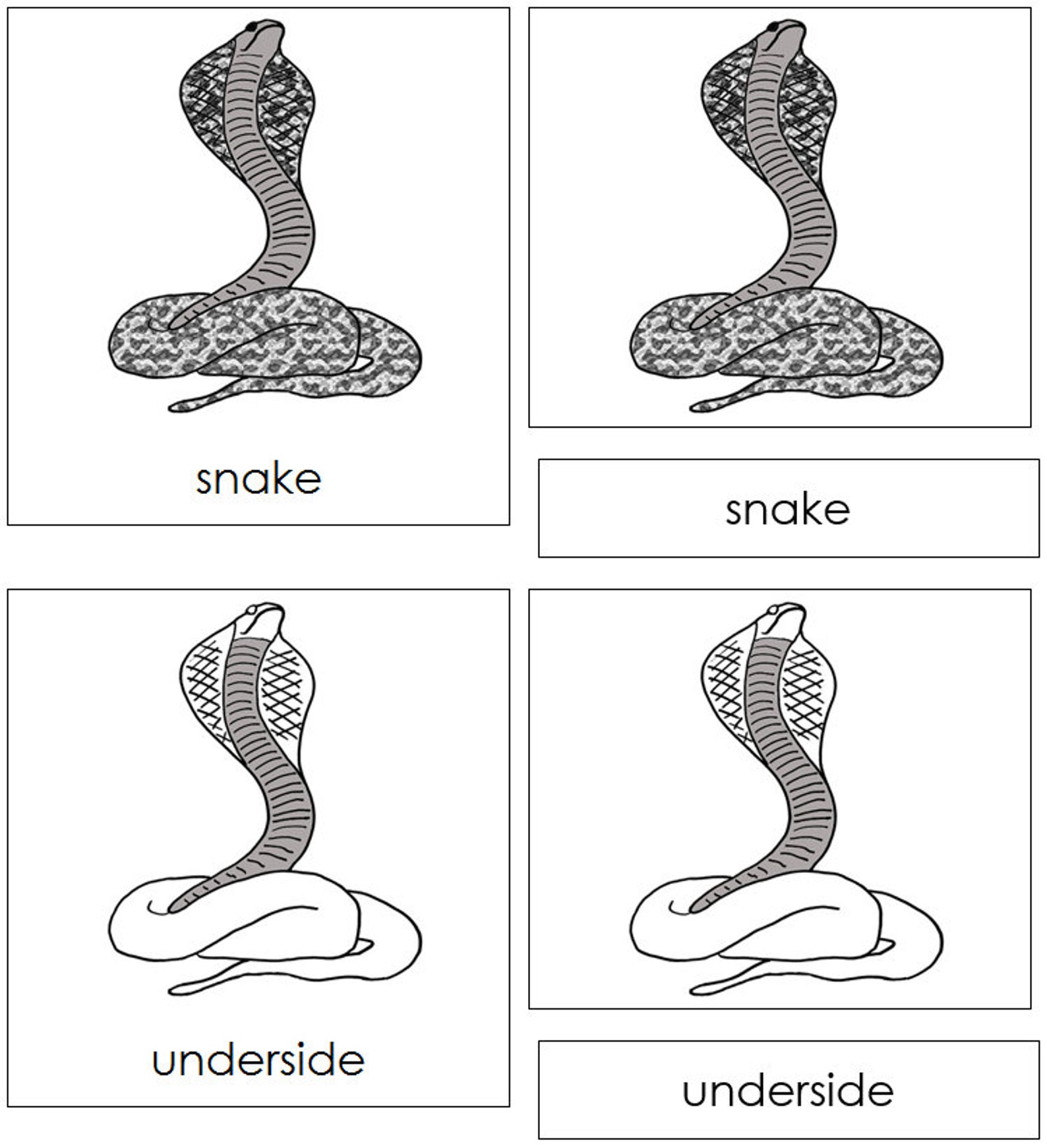 Parts of a Snake Nomenclature 3-part Cards Montessori - Etsy Canada