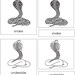 Parts of a Snake Nomenclature 3-part Cards & Blackline Master ...