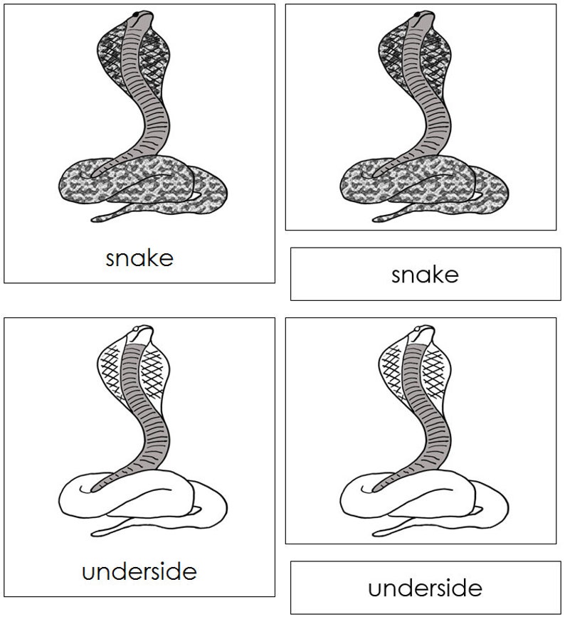Parts of a Snake Nomenclature 3-part Cards Montessori - Etsy Canada
