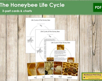The Salmon Life Cycle 3-part Cards & Charts Montessori | Etsy