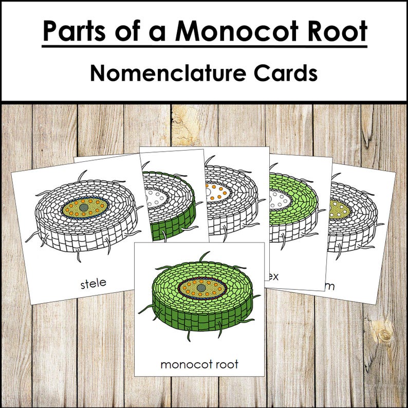 Parts of a Monocot Root Nomenclature 3-part Cards & Blackline Master ...