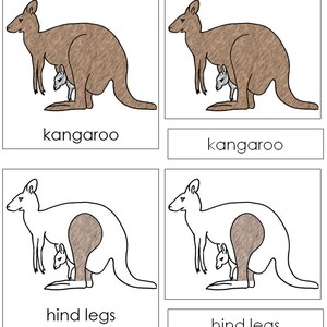 Parts of a Kangaroo Nomenclature 3-part Cards & Blackline Master ...