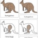 Parts of a Kangaroo Nomenclature 3-part Cards & Blackline Master ...