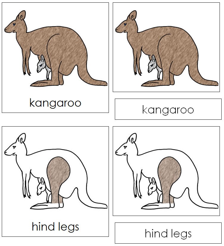 Parts of a Kangaroo Nomenclature 3-part Cards & Blackline Master ...