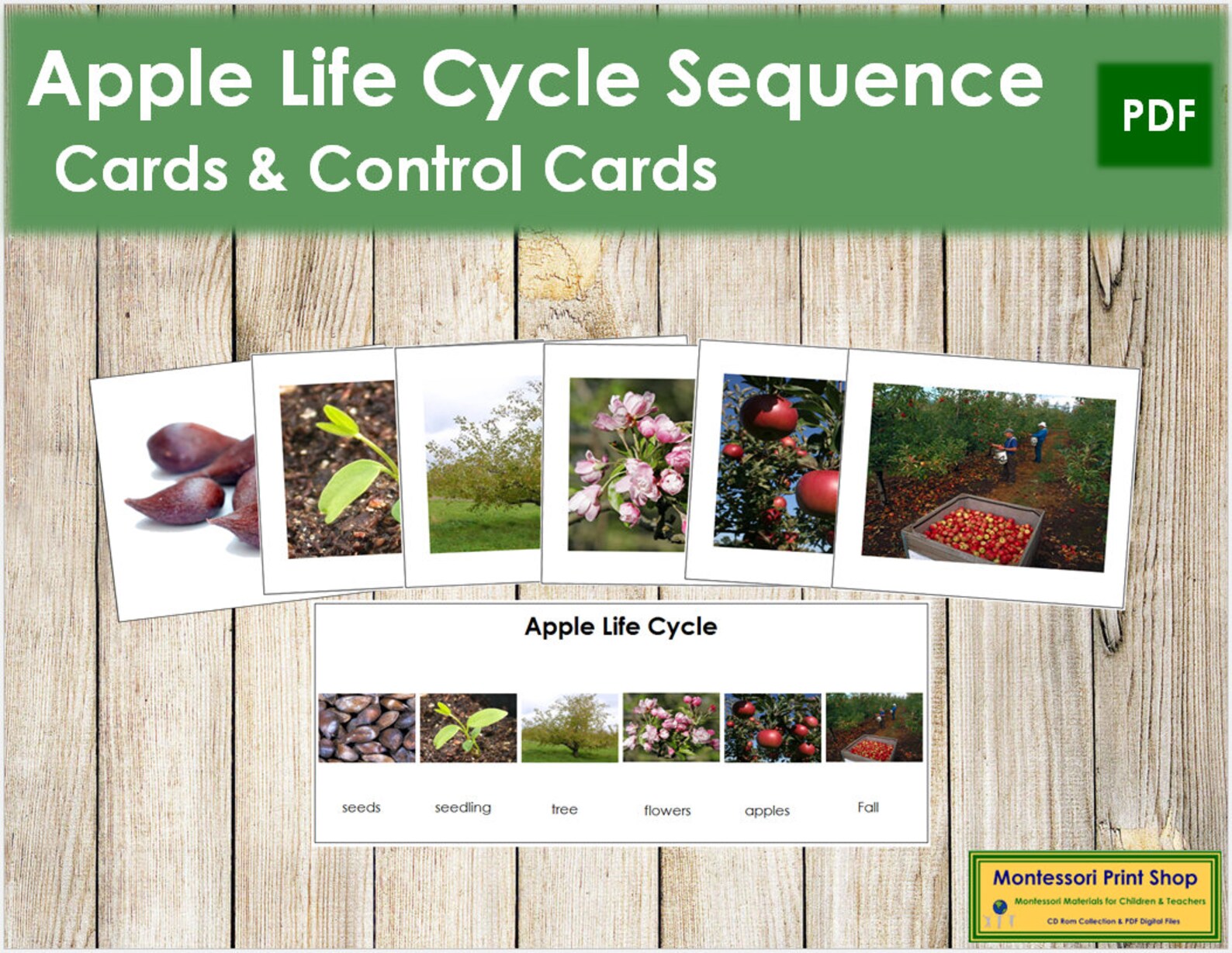 Apple Life Cycle Sequence Cards Montessori Nomenclature - Etsy