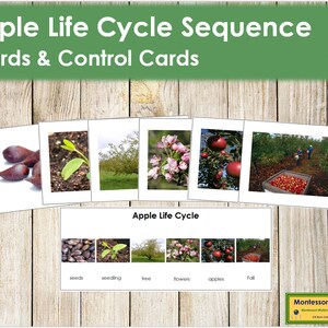 Apple Life Cycle Sequence Cards Montessori Nomenclature - Etsy
