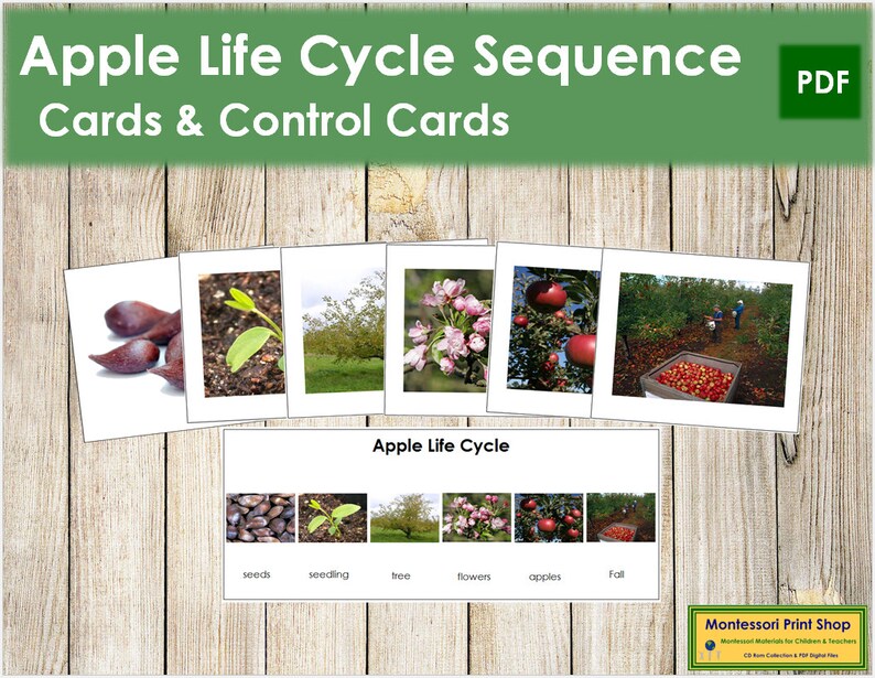 Apple Life Cycle Sequence Cards Montessori Nomenclature - Etsy