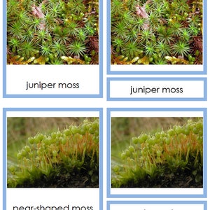 Plant Kingdom Cards, Charts & Information Bundle (color-coded ...