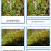 Plant Kingdom Charts & Cards Bundle - Montessori Botany Classification ...