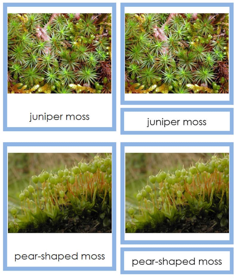 Plant Kingdom Charts & Cards Bundle - Montessori Botany Classification ...