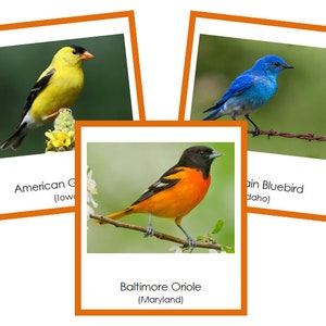 State Birds of the USA 3-part Cards [color-coded] - Geography Continent ...