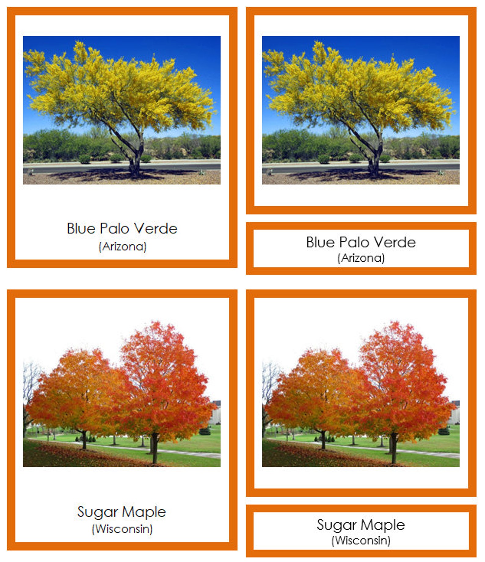 State Trees of the USA 3-part Cards color-coded Botany - Etsy