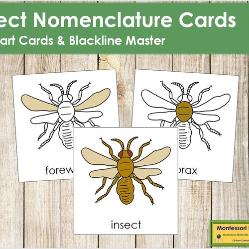 Shells 3-part Cards Montessori Nomenclature PDF Printable - Etsy