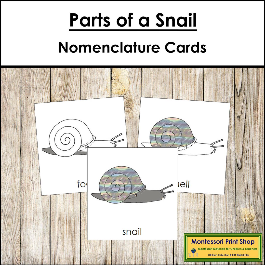 Parts of a Snail Nomenclature 3-part Cards - Montessori Zoology ...