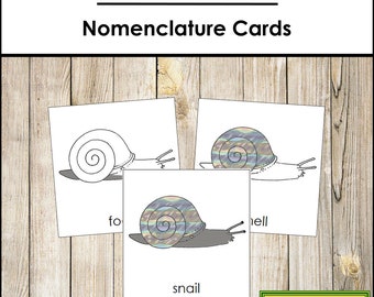 Montessori 3 Part Cards Parts of a Tarantula - Etsy