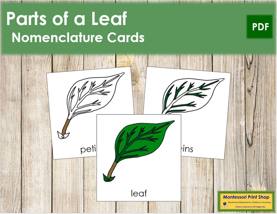 Parts of a Leaf Nomenclature 3-part Cards Montessori Botany - Etsy