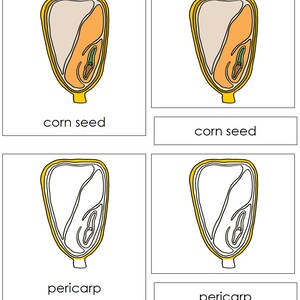 Parts of a Corn Seed Nomenclature 3-part Cards & Blackline Master ...