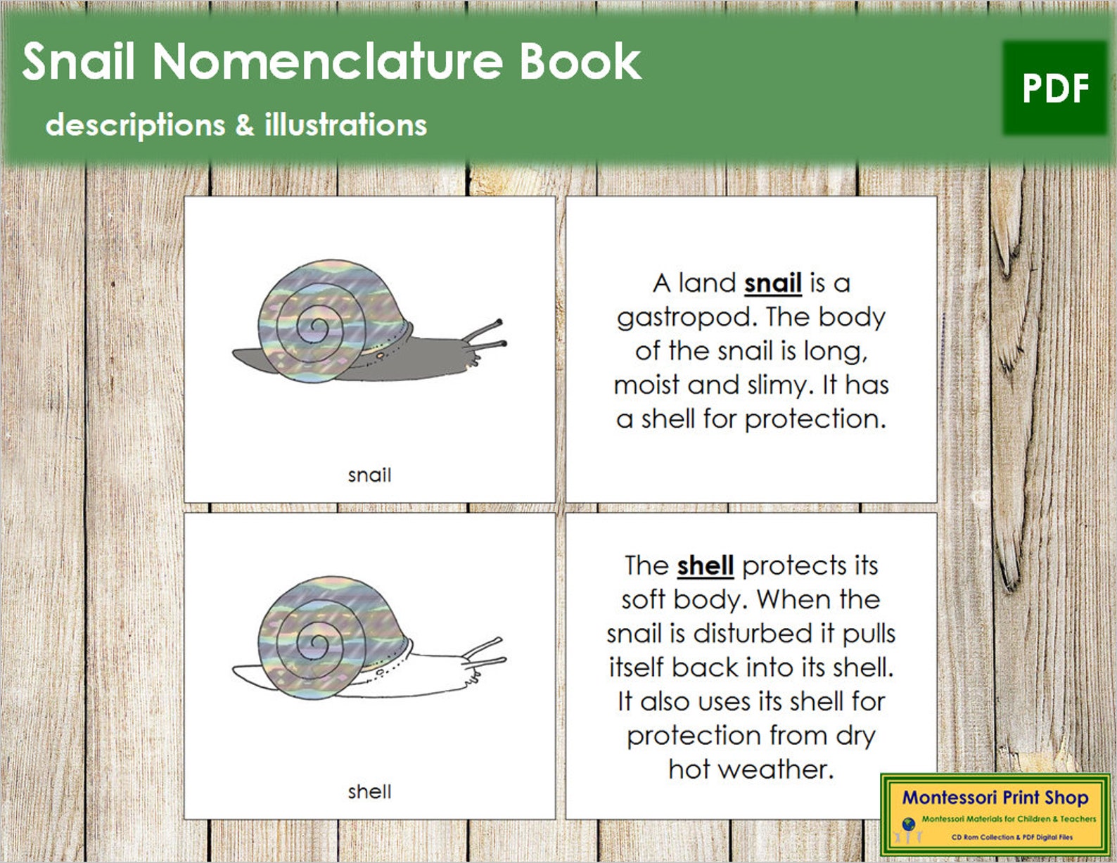 Parts of a Snail Nomenclature Book Montessori Zoology | Etsy Canada