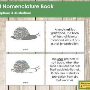 Parts of a Snail Nomenclature Book Montessori Zoology | Etsy