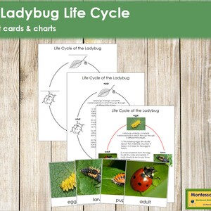 The Ladybug Life Cycle 3-part Cards & Charts Montessori | Etsy